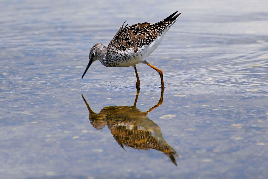 Top nature photos from around Sarasota, Longboat Key, East County in ...