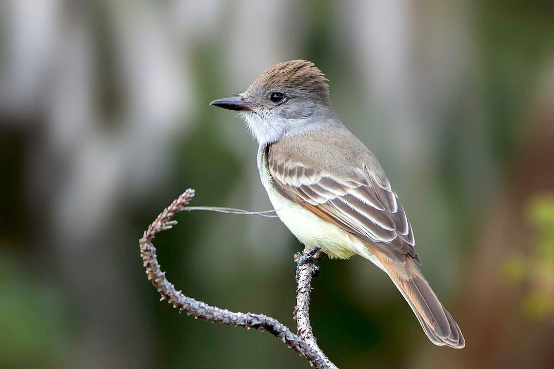 A guide to the birds to spot each month in Sarasota | Your Observer