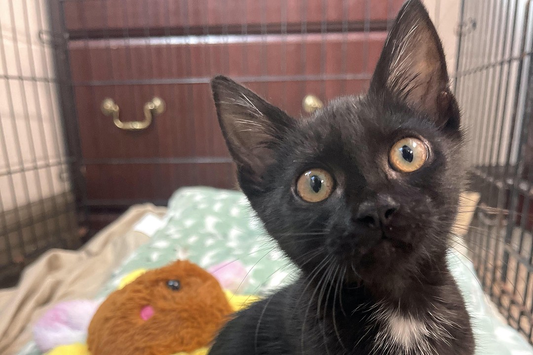 Vaccines are an essential component of keeping your cat healthy ...