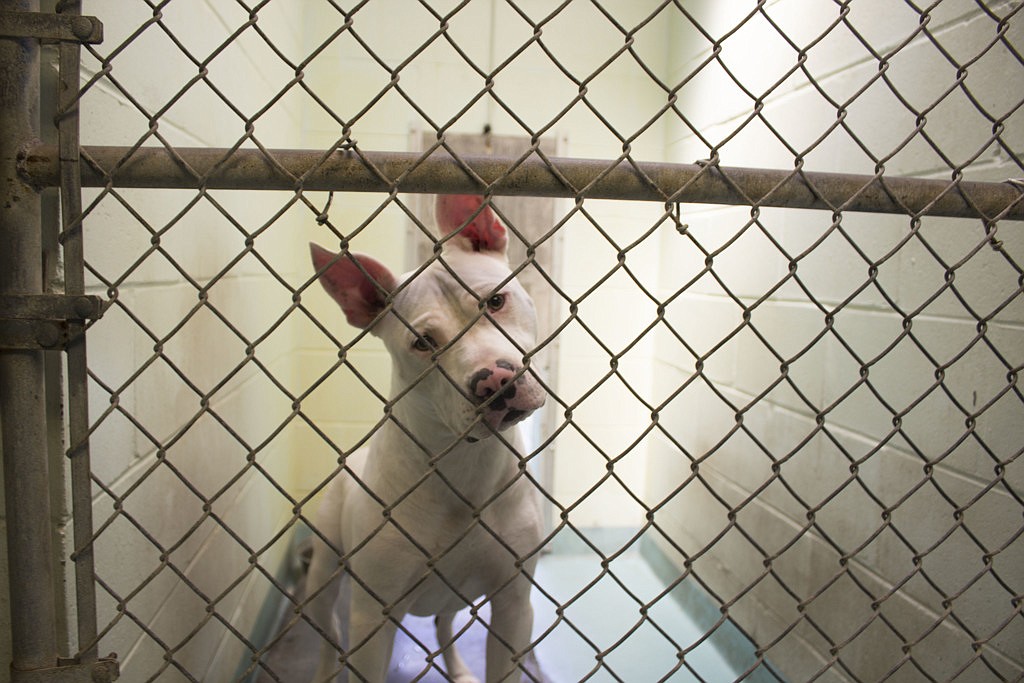 Halifax Humane Society pushes past negativity and towards a 'total ...