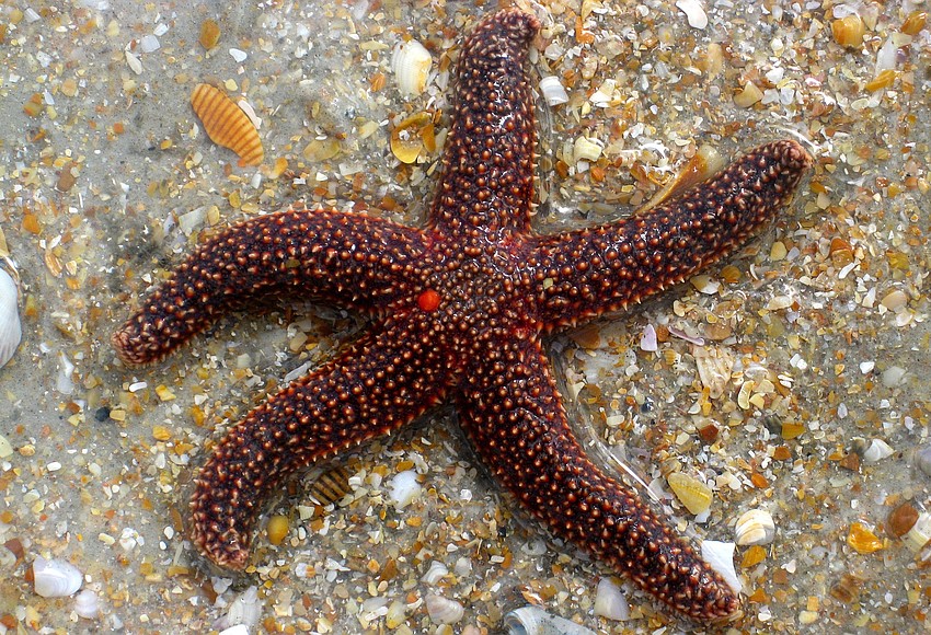 Photo of the Week: Dancing starfish | Observer Local News | Palm Coast ...