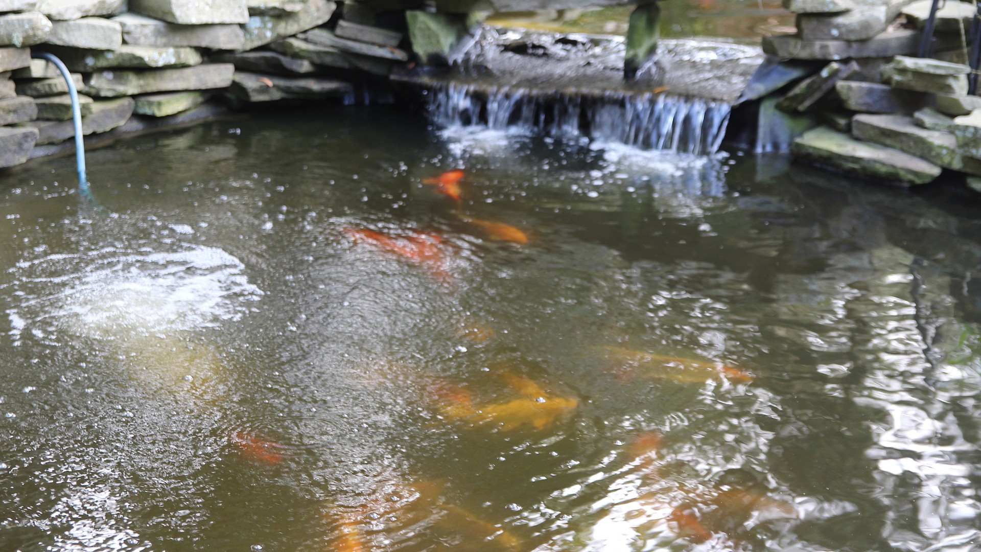 Port Orange residents find joy in rescuing koi fish | Observer Local ...