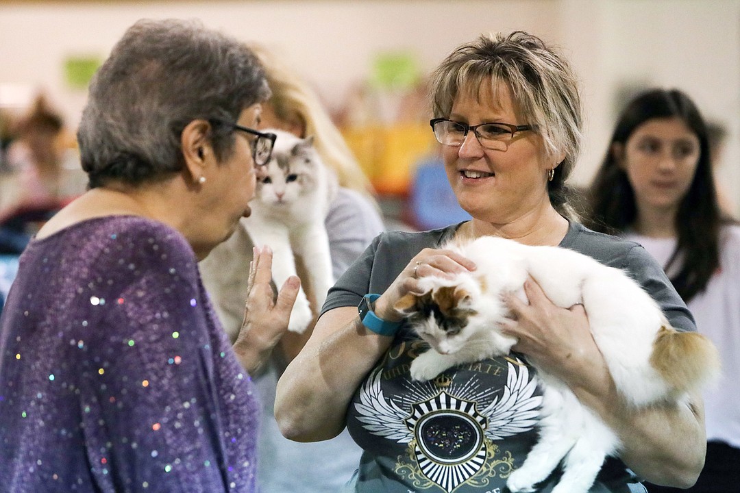 Cat show exhibits 140 breeds at Nova Community Center | Observer Local ...