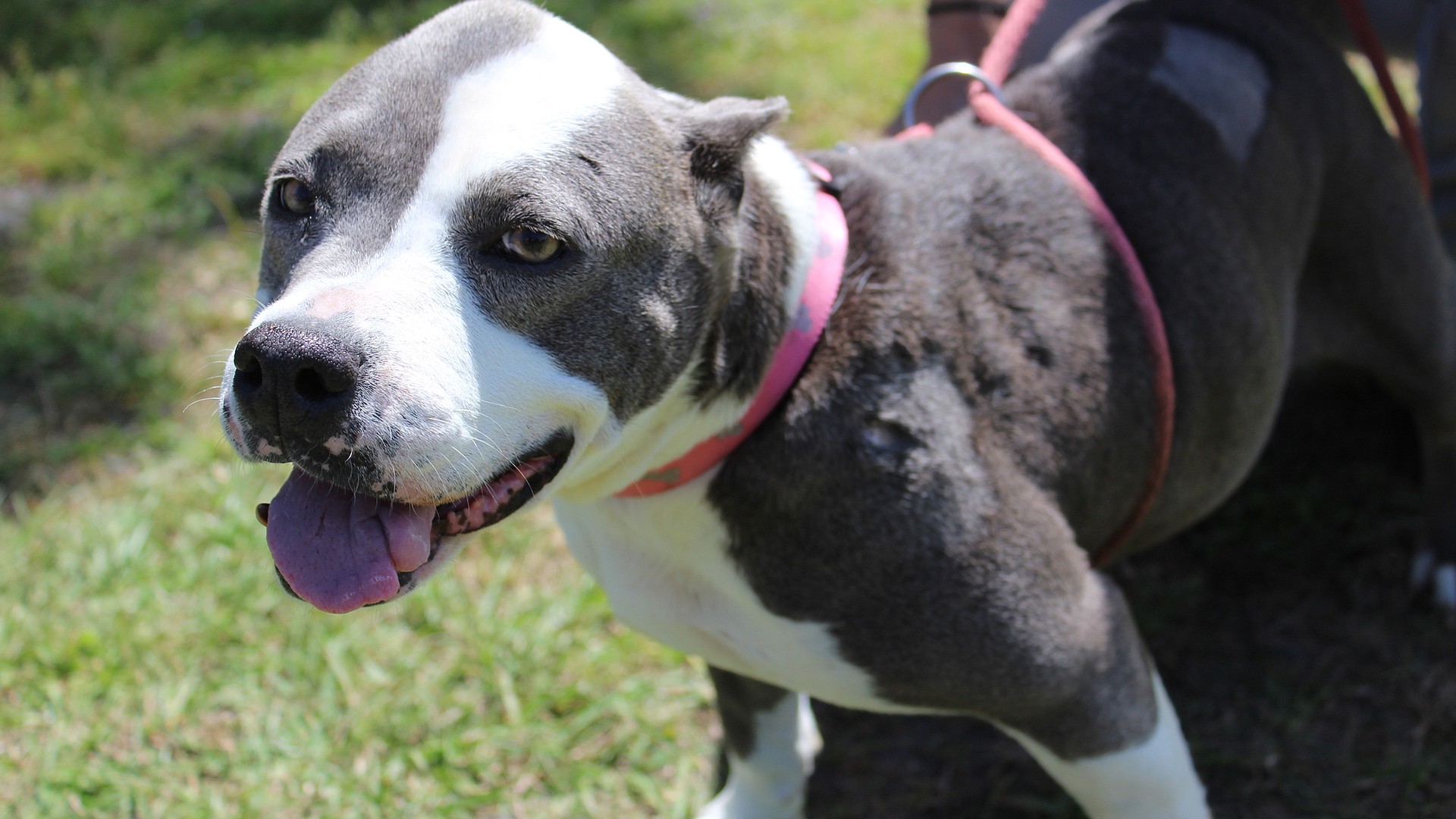 See Halifax Humane Society's adoptable Pets of the Week | Observer ...