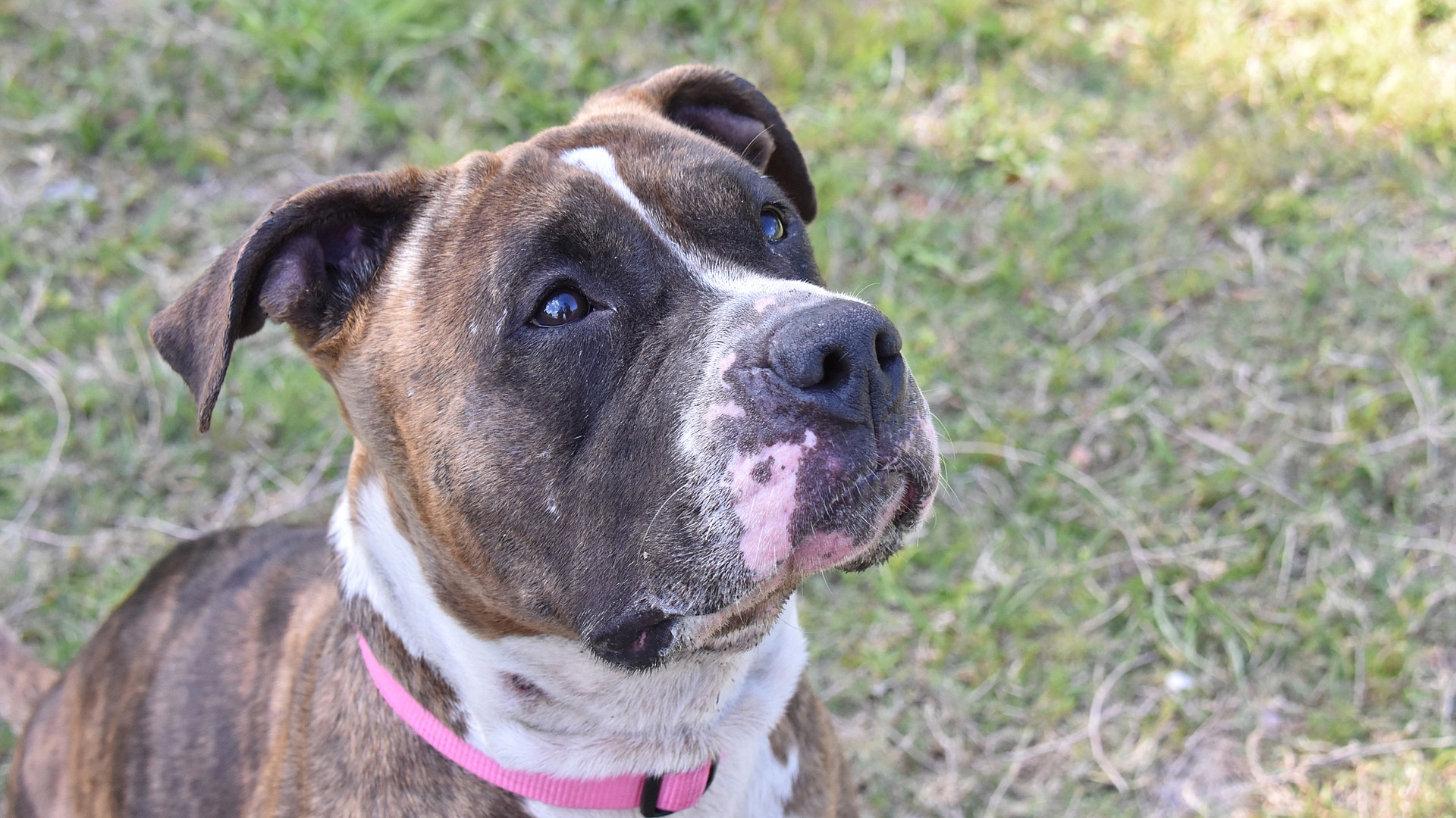 See Halifax Humane Society's adoptable Pets of the Week | Observer ...