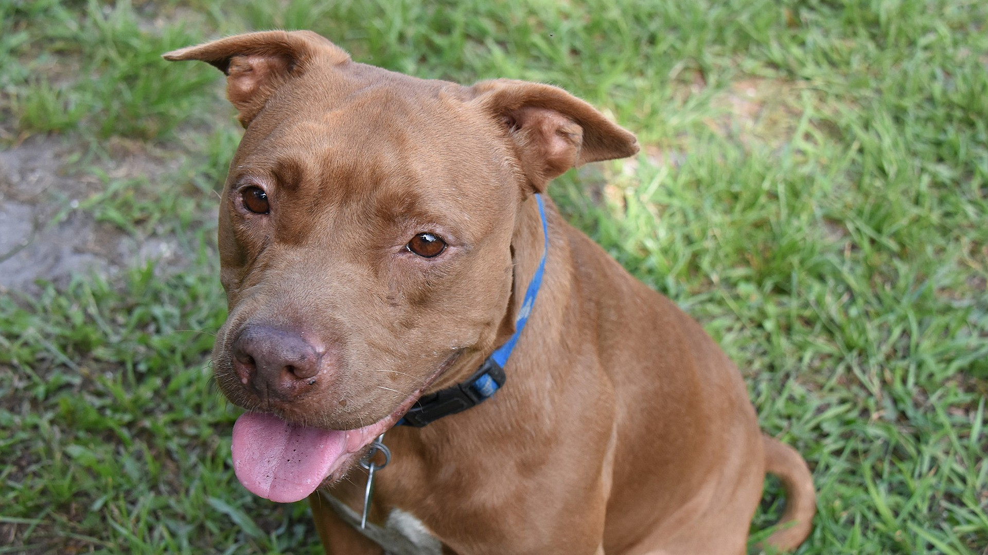 See Halifax Humane Society's adoptable Pets of the Week | Observer ...