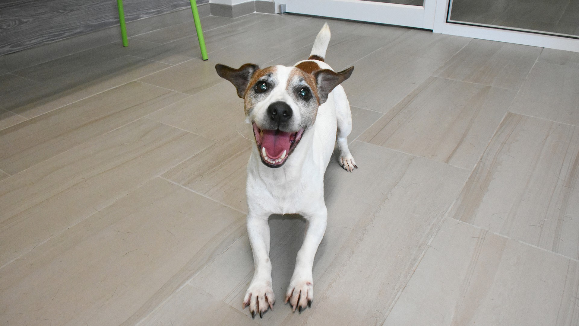 See Halifax Humane Society's adoptable Pets of the Week | Observer ...