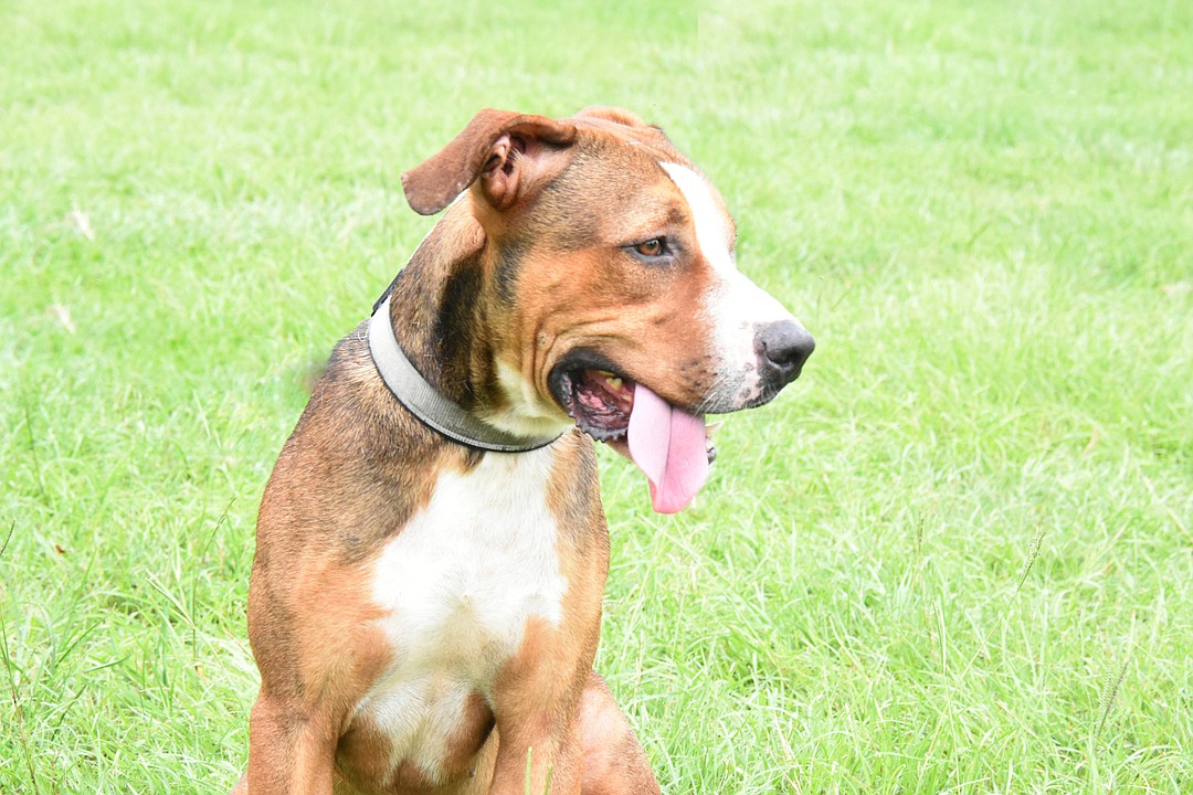Photos: Halifax Humane Society's Adoptable Pets of the Week for July 15 ...
