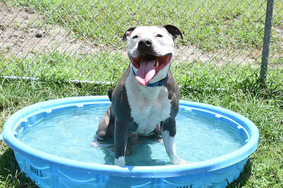 Photos: Halifax Humane Society's Adoptable Pets of the Week for Aug. 1 ...