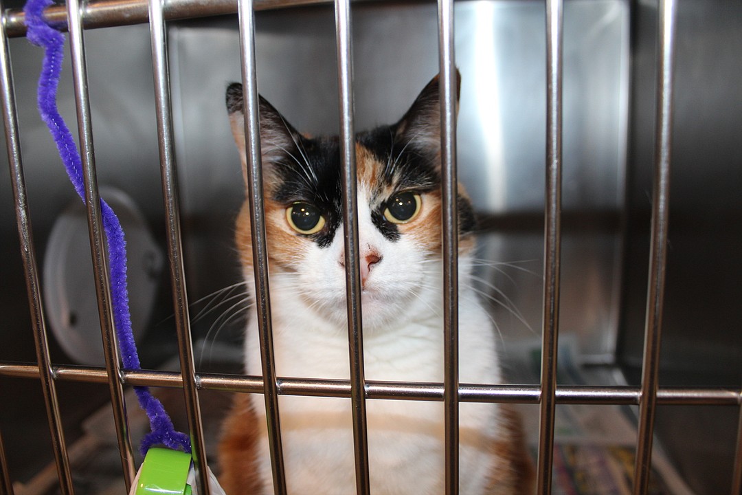 Photos: Halifax Humane Society's Adoptable Pets of the Week for Aug. 22 ...
