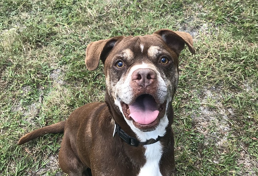 Photos: Halifax Humane Society's Adoptable Pets of the Week for Oct. 3 ...