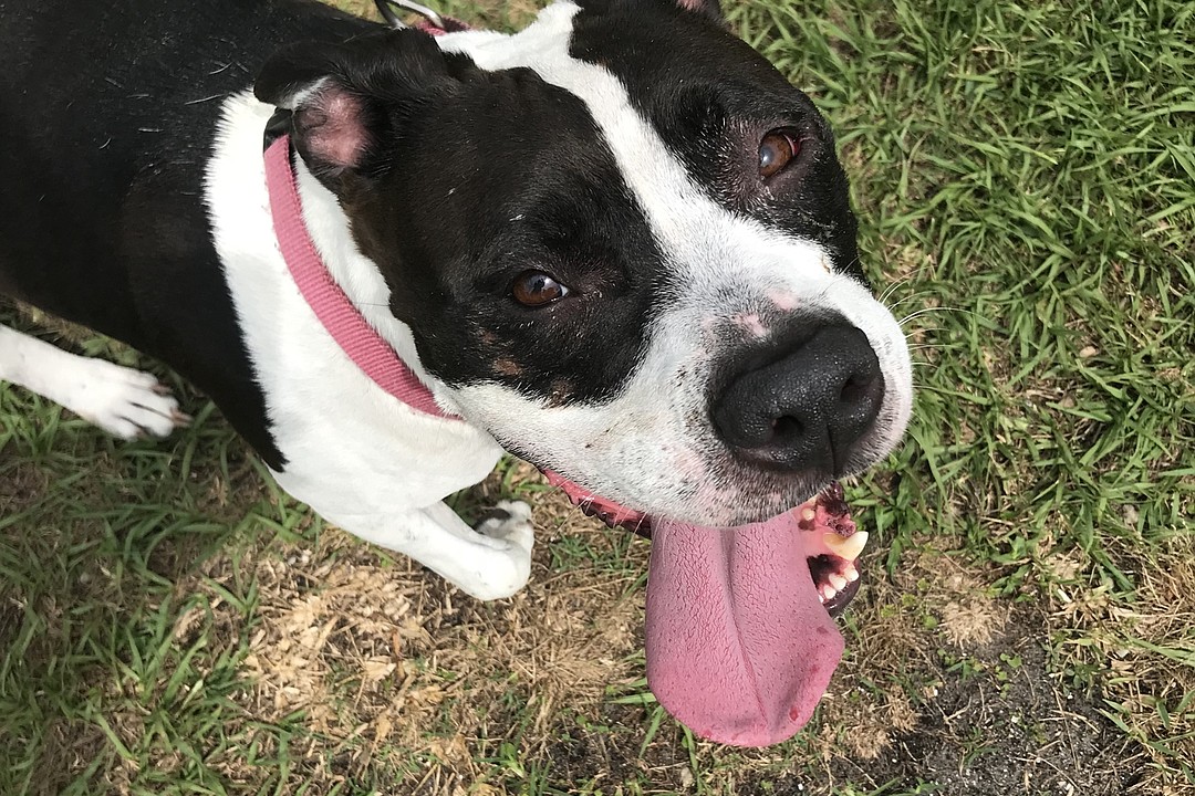 Photos: Halifax Humane Society's Adoptable Pets of the Week for Oct. 10 ...