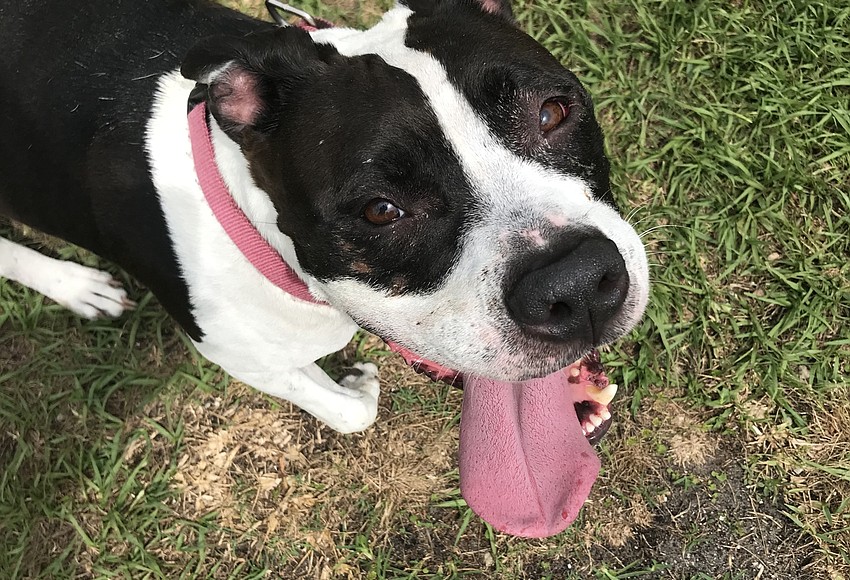 Photos: Halifax Humane Society's Adoptable Pets of the Week for Oct. 10 ...