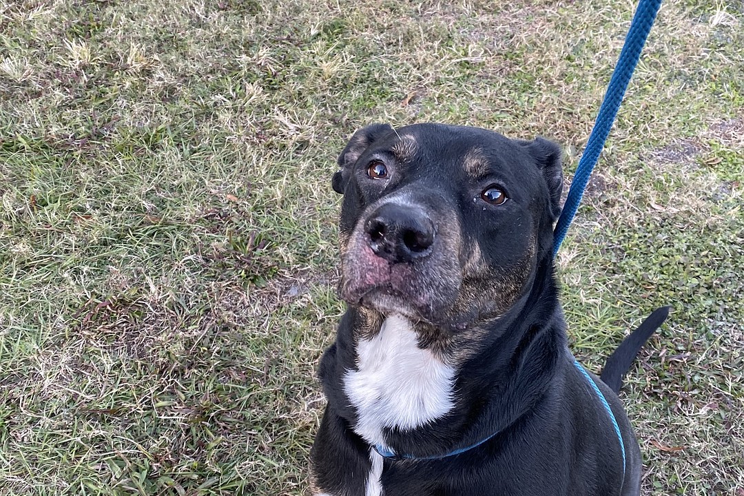 Halifax Humane Society's Adoptable Pets of the Week for Dec. 12 ...