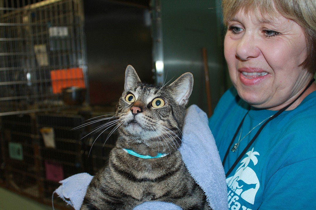 Halifax Humane Society starts virtual adoption process | Observer Local ...