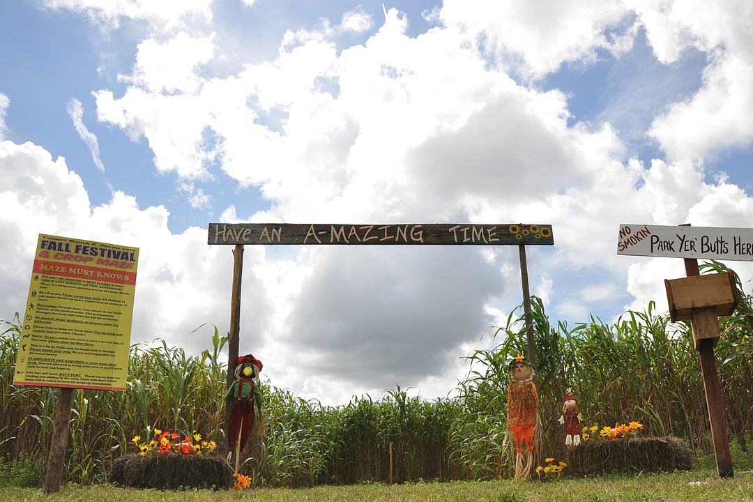 Maze Days at Cowart Ranch and Farm | Observer Local News | Palm Coast ...