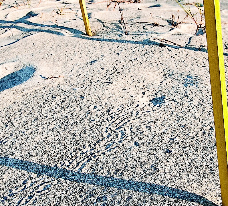 Tiny loggerhead turtle stays on track | Your Observer