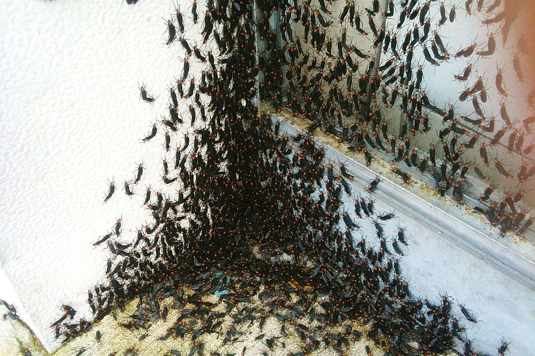 Haiku written as labor of love (bugs) | Your Observer