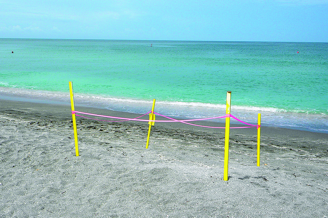 More turtles nesting on Siesta Key beaches | Your Observer