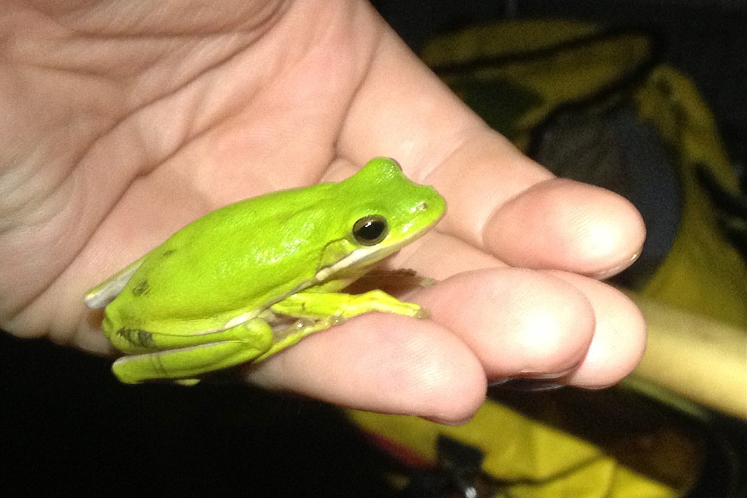 Ribbited by the lights: Frog gigging | Observer Local News | Palm Coast ...