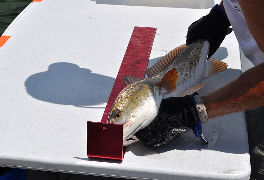 Your Observer | Photo - Dale Brewer measures the size of one of the ...