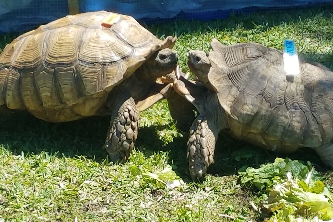 Flagler Beach Turtle Fest brings out turtle and tortoise enthusiasts of ...