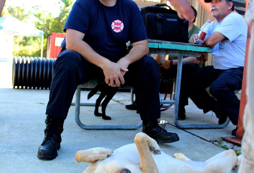 Highly trained arson dogs are recertified in Flagler | Observer Local ...