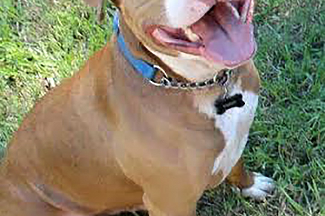 Brody the pit bull helps Flagler Humane Society capture runaway Buck ...