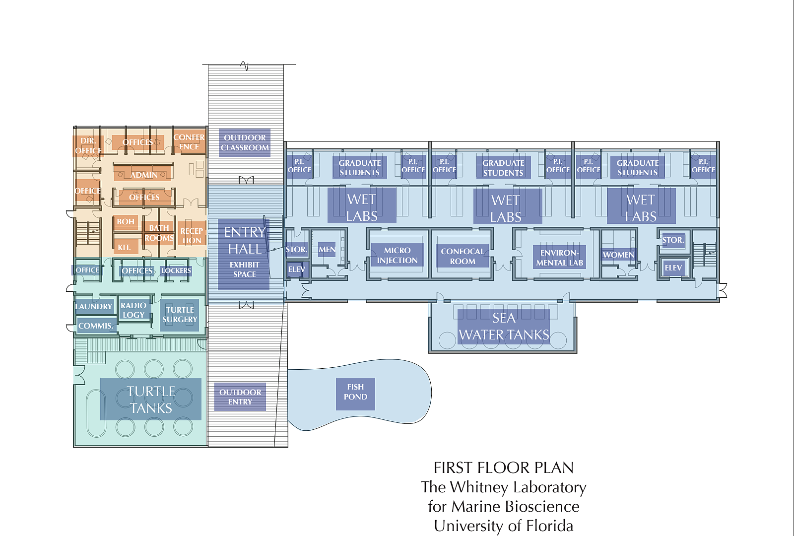 Whitney Lab, Sea Turtle Hospital plan for expansion | Observer Local News