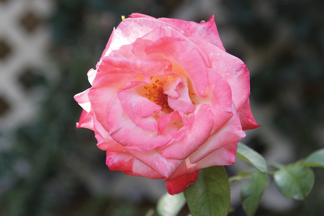 Home & Garden: A Rosey Disposition | Your Observer