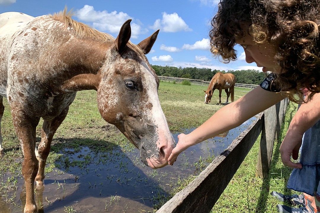 Mane attraction: Huckleberry Farms' Out School offers hands-on learning ...