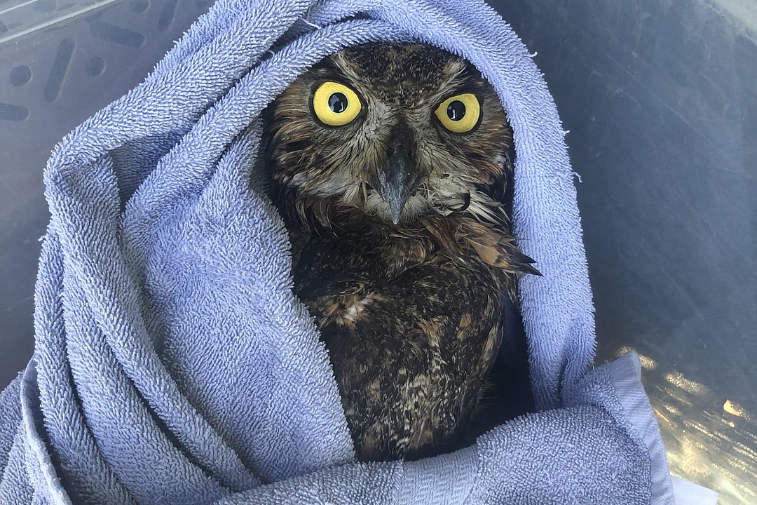 The tale of an owl rescue in Flagler County | Observer Local News ...