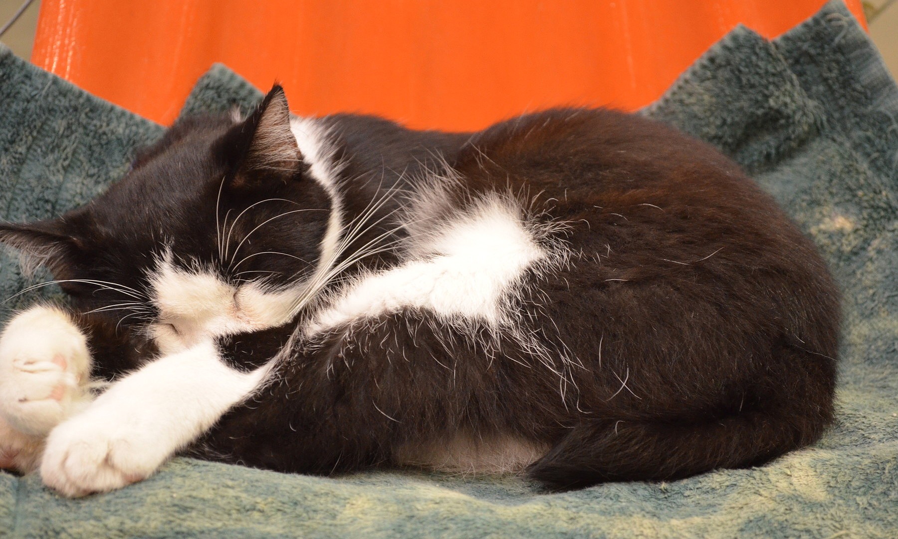 PHOTO GALLERY: Mega Cat Adoption | Your Observer