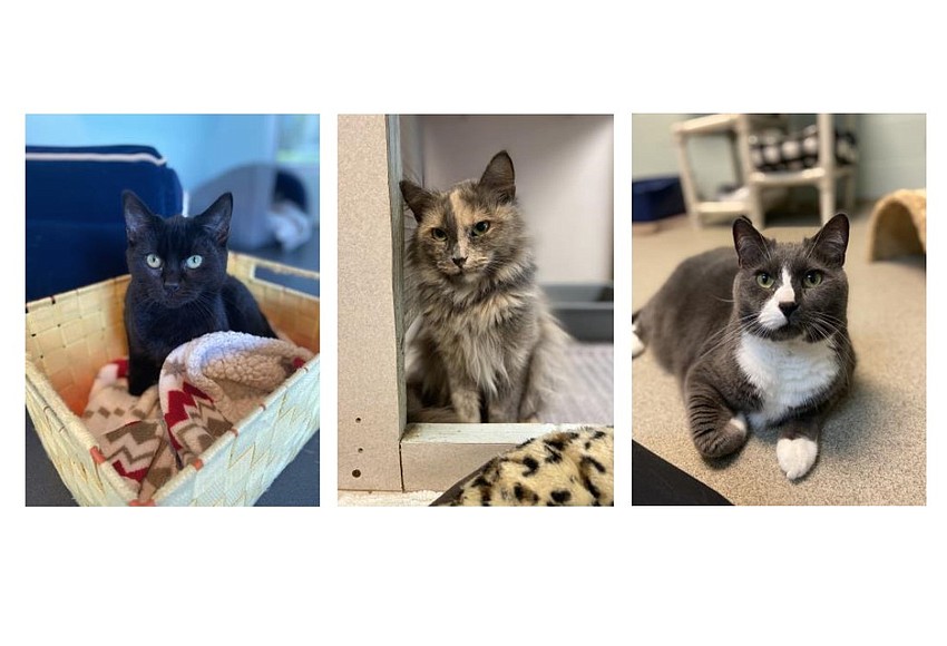 Flagler Humane Society's Adoptable Pets of the Week | Observer Local ...