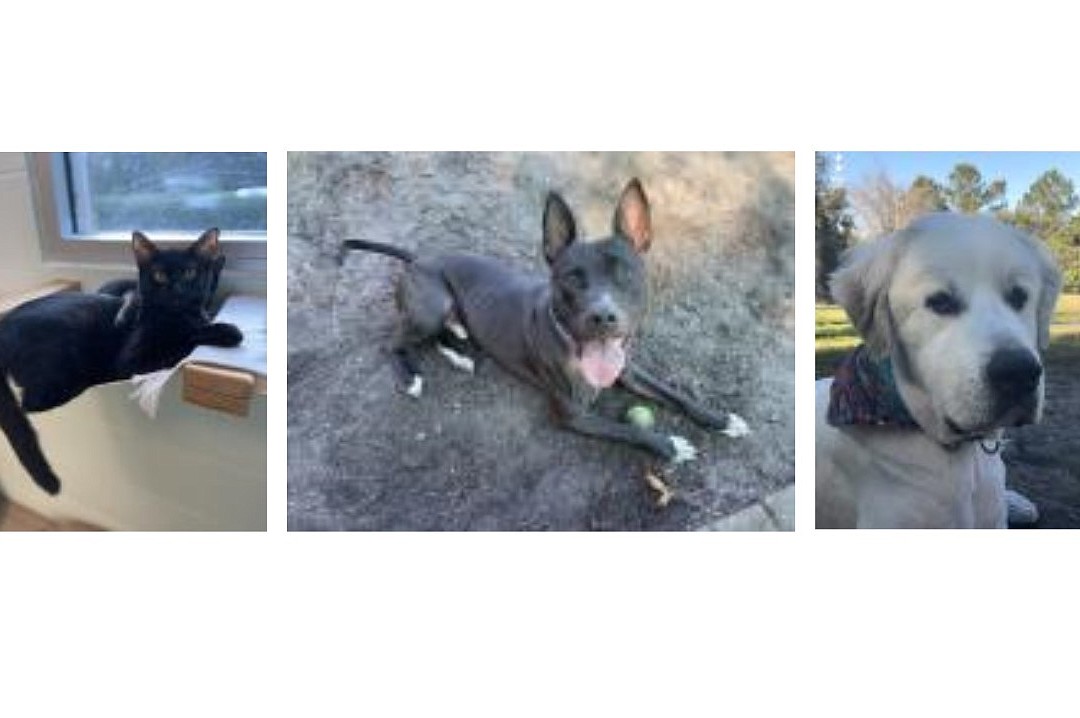 Flagler Humane Society's Adoptable Pets of the Week | Observer Local ...