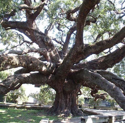 Ready . . . set . . . go! | Jax Daily Record