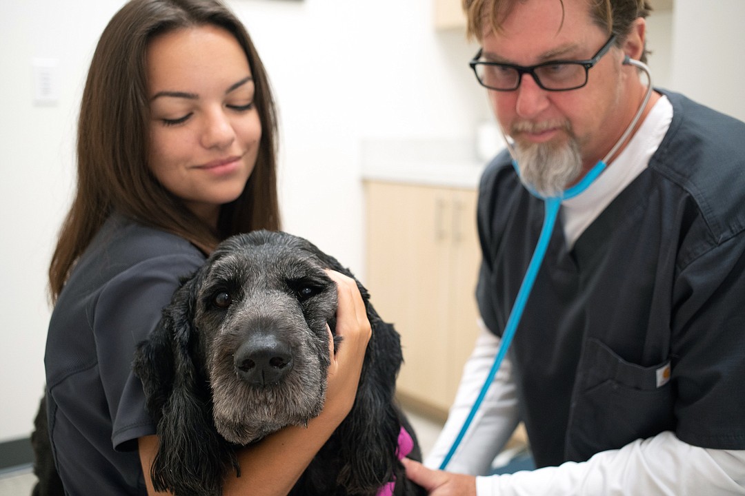 After hours veterinary care concept expands in area | Business Observer