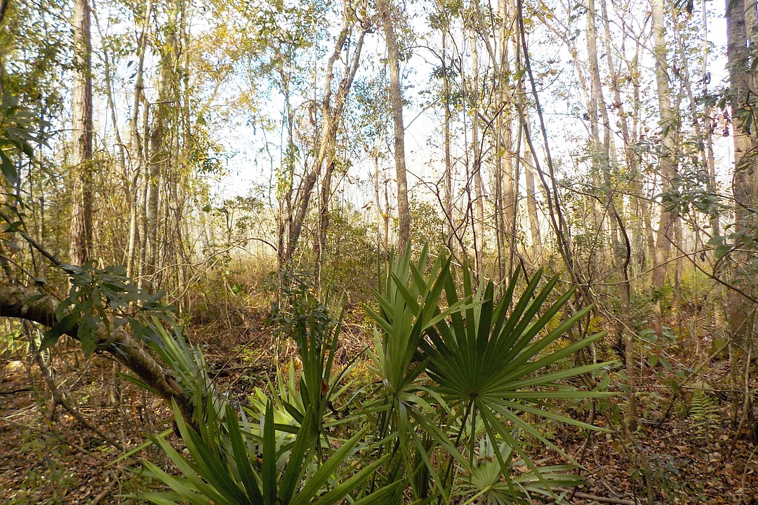 Families give more than 30 acres to the North Florida Land Trust | Jax ...