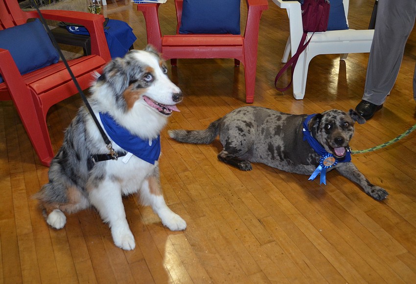 Your Observer | Photo - Libby, the Australian Shepard with Puppet.
