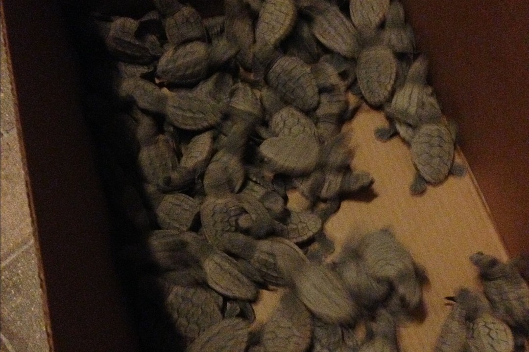 Police officer saves sea turtles | Your Observer