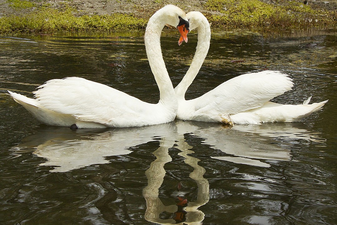 Swan keeper seeks community donations | Your Observer