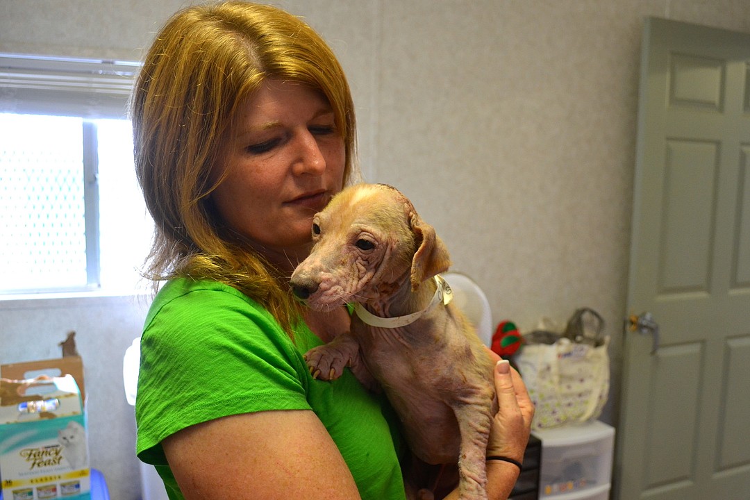 UPDATE: Nate's Honor Animal Rescue helps animals recover | Your Observer