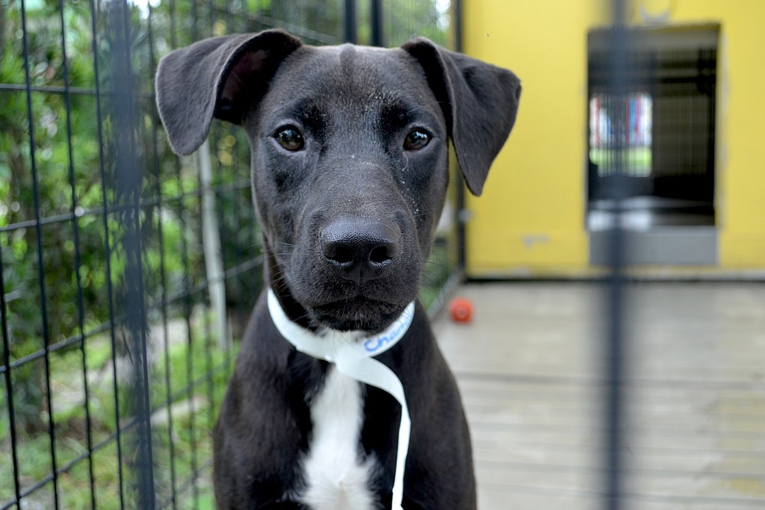 The No-Kill Zone | Your Observer