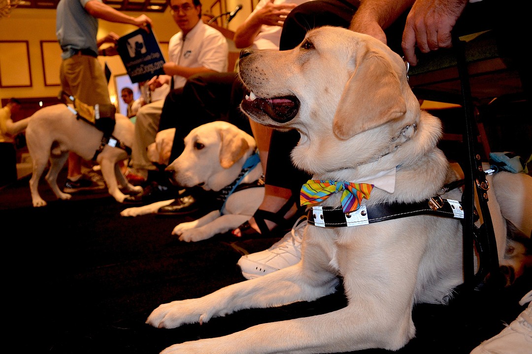 Southeastern Guide Dogs celebrates graduates | Your Observer