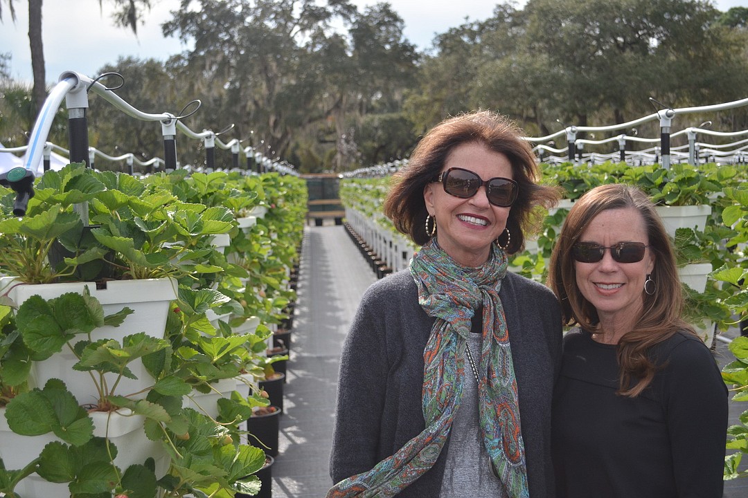 PHOTO GALLERY: Sweetgrass Farms Grand Opening | Your Observer