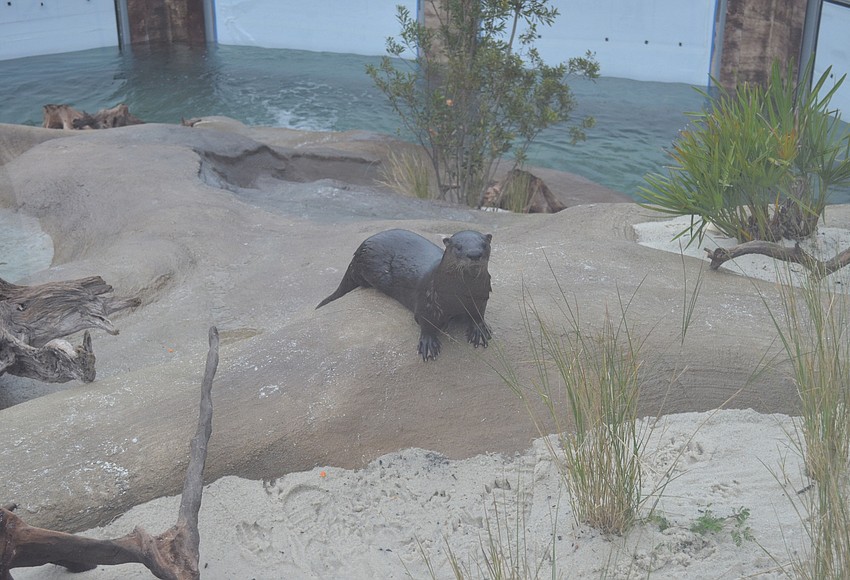 Meet Mote’s otterly endearing new animals | Your Observer