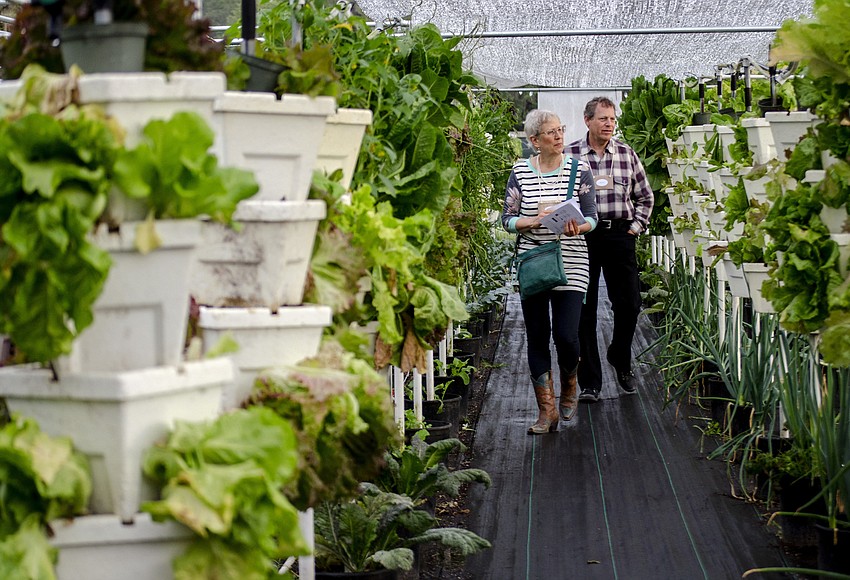 Your Observer | Photo - Jack and Lydia Corn wander through Sweetgrass ...