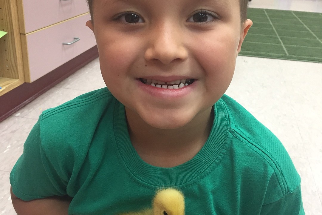 Ducks hatch in kindergarten classroom | Your Observer