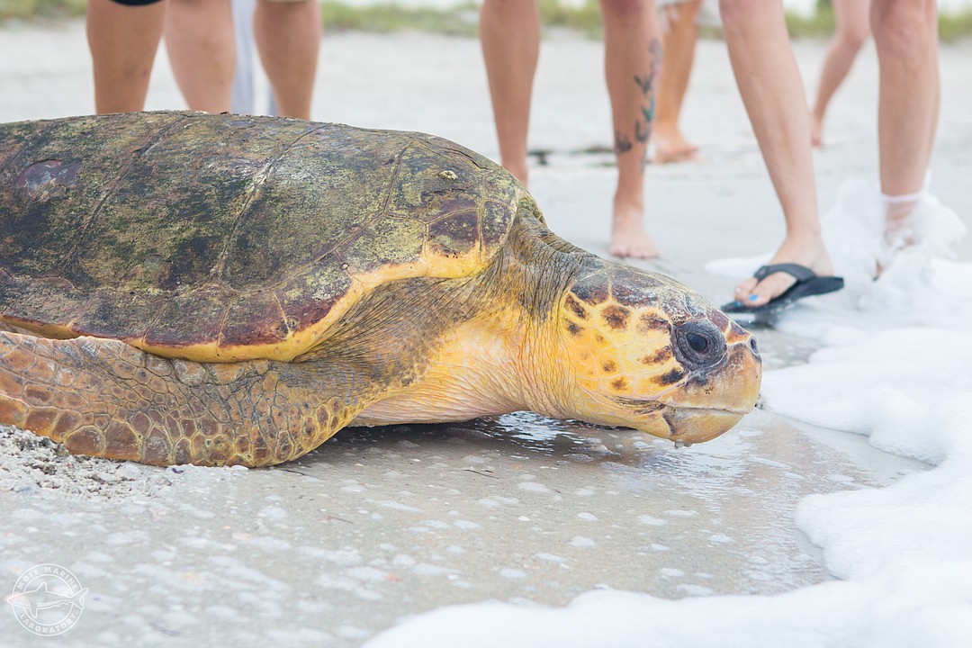 Entangled loggerhead turtle missing near Longboat | Your Observer