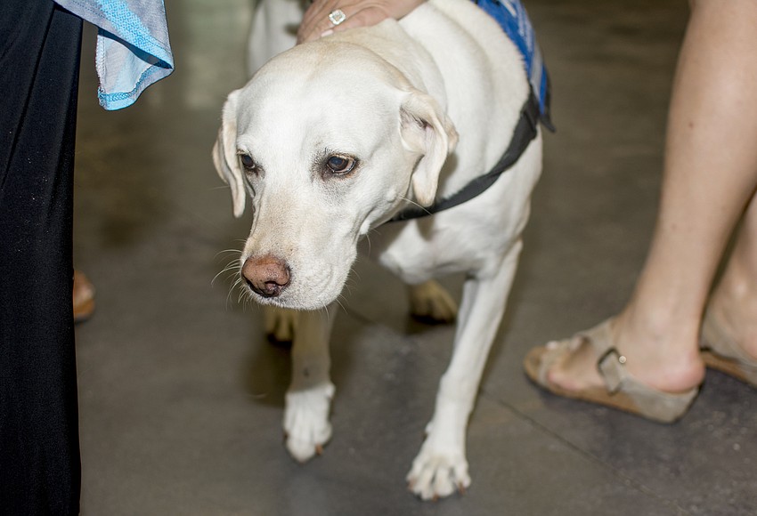 Your Observer | Photo - Southeastern Guide Dog ambassador dog Shell.